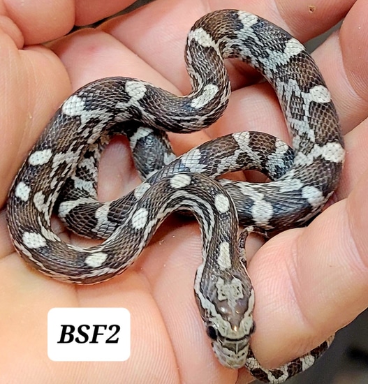 Anerythristic Corn Snake by Calhoun Reptiles, LLC