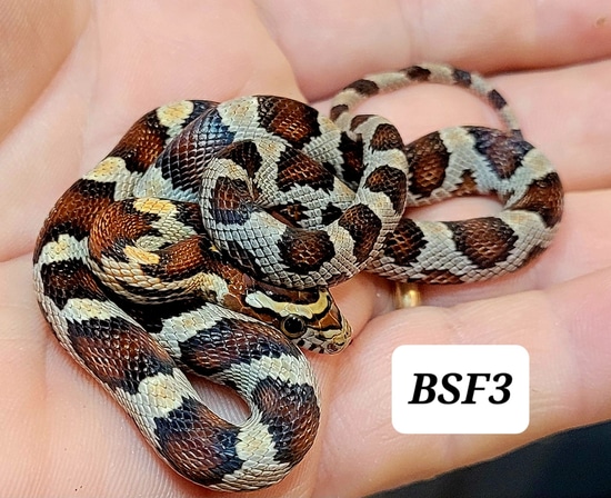 Buckskin Cornsnake Corn Snake by Calhoun Reptiles, LLC