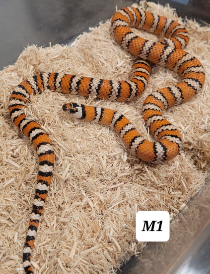 Juarez Agalma Proven Male Lampropeltis Zonata Kingsnake by Calhoun ...