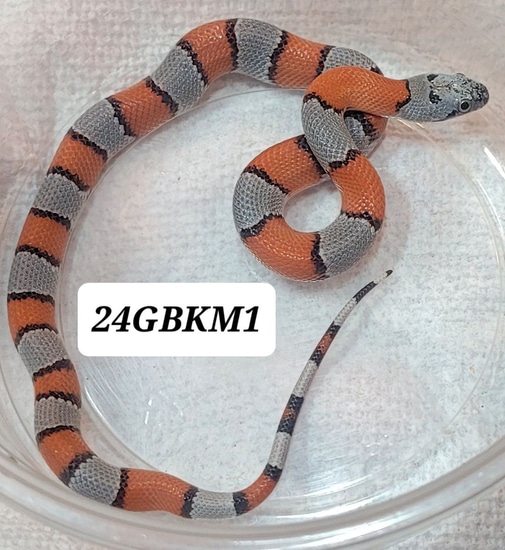 Abbott Line Gray Banded Kingsnake Gray-Banded Kingsnake by Calhoun ...