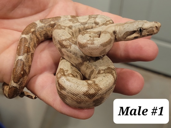 Pure Hog Island Boa Boa Constrictor by Calhoun Reptiles, LLC