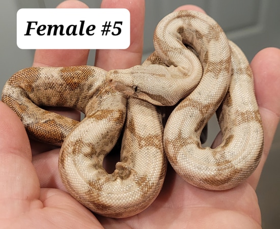 Pure Hog Island Boa Boa Constrictor by Calhoun Reptiles, LLC