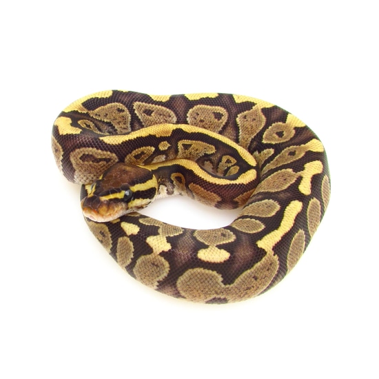 Fire Ball Python by SnakesnAdders South Africa