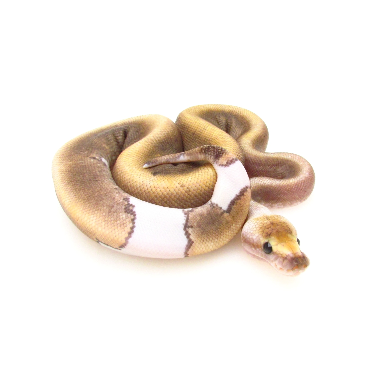 GHI Mojave Champagne Cinnamon Ball Python by SnakesnAdders South Africa ...