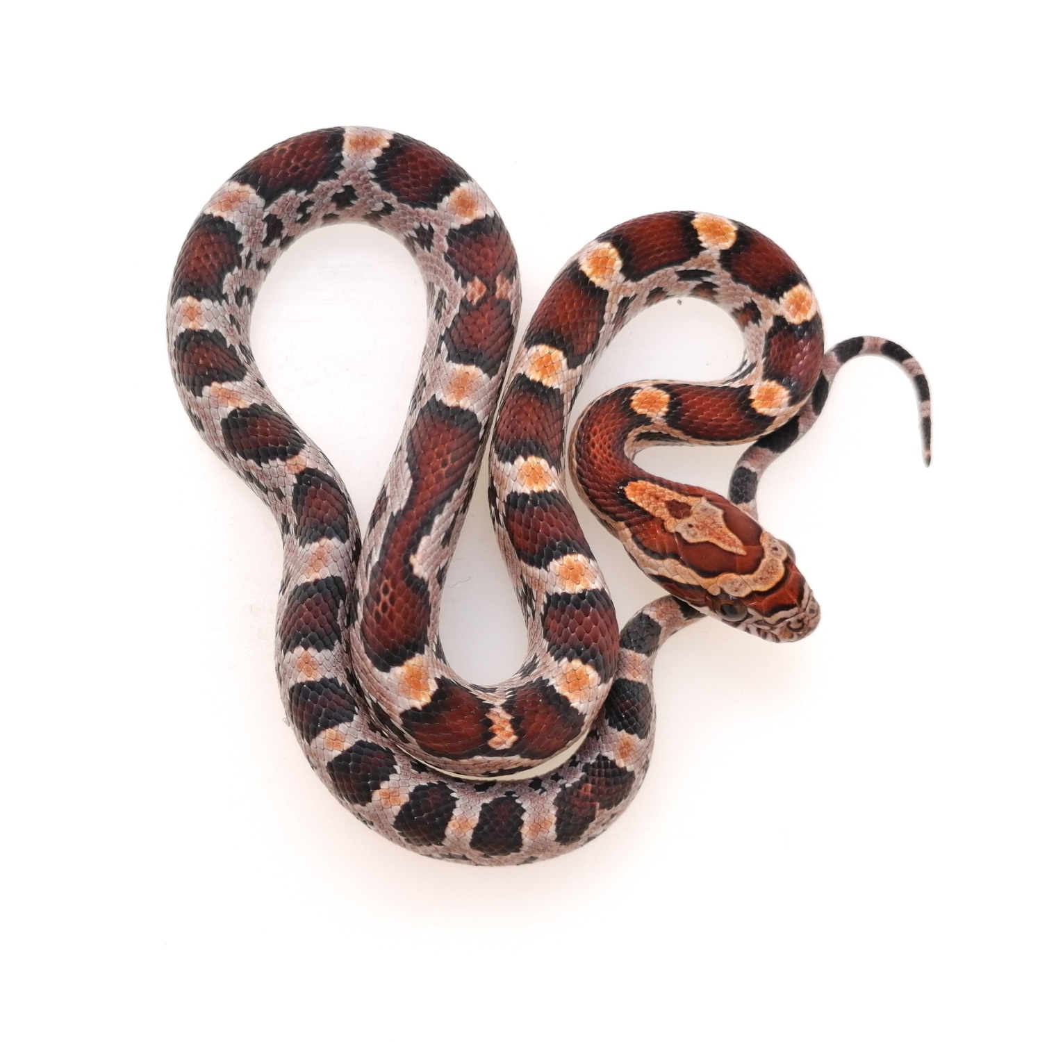 Abbotts Okeetee Corn Snake by SnakesnAdders South Africa - MorphMarket