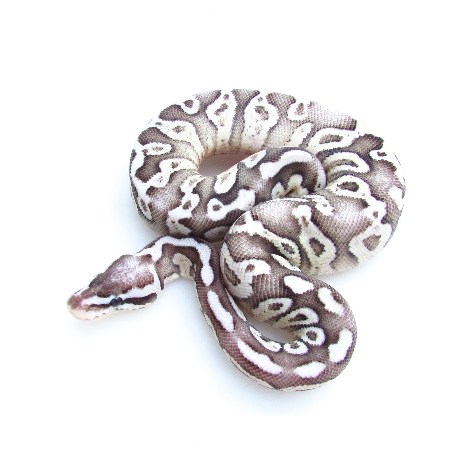 VPI Axanthic Super Pastel Fire Ball Python by SnakesnAdders South ...