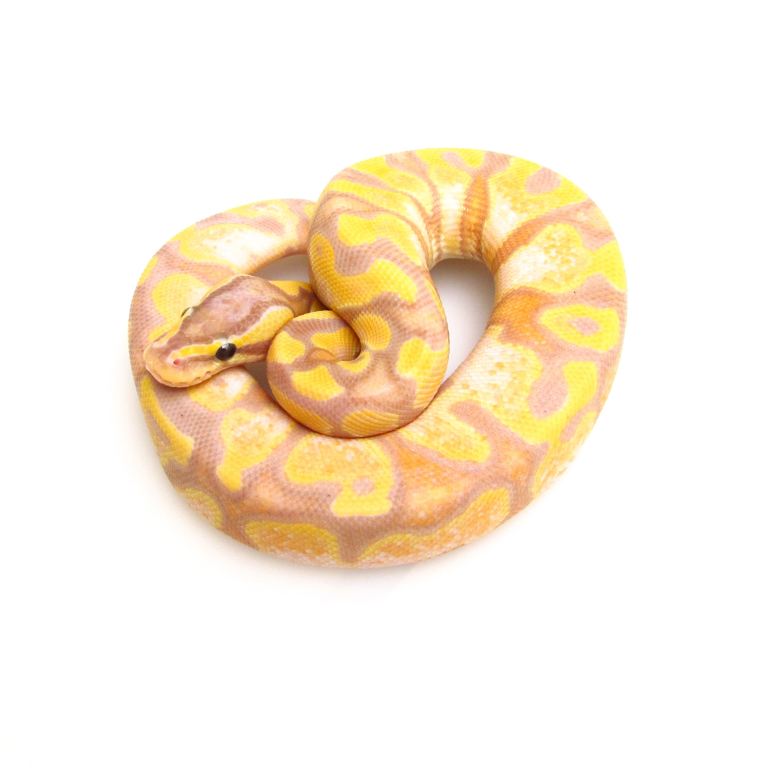 Banana Pastel Enchi Ball Python by SnakesnAdders South Africa - MorphMarket