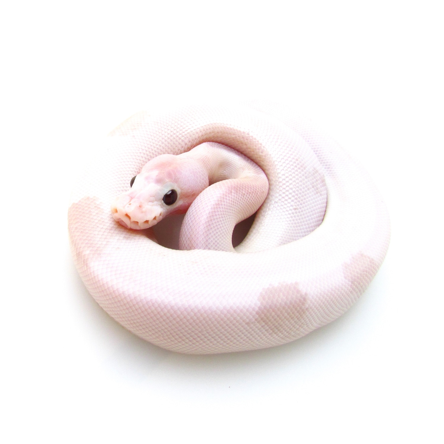 Banana Pastel Grey Matter Ball Python by SnakesnAdders South Africa ...