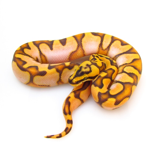 Sugar Super Enchi Firefly Ghost Ball Python by SnakesnAdders South Africa