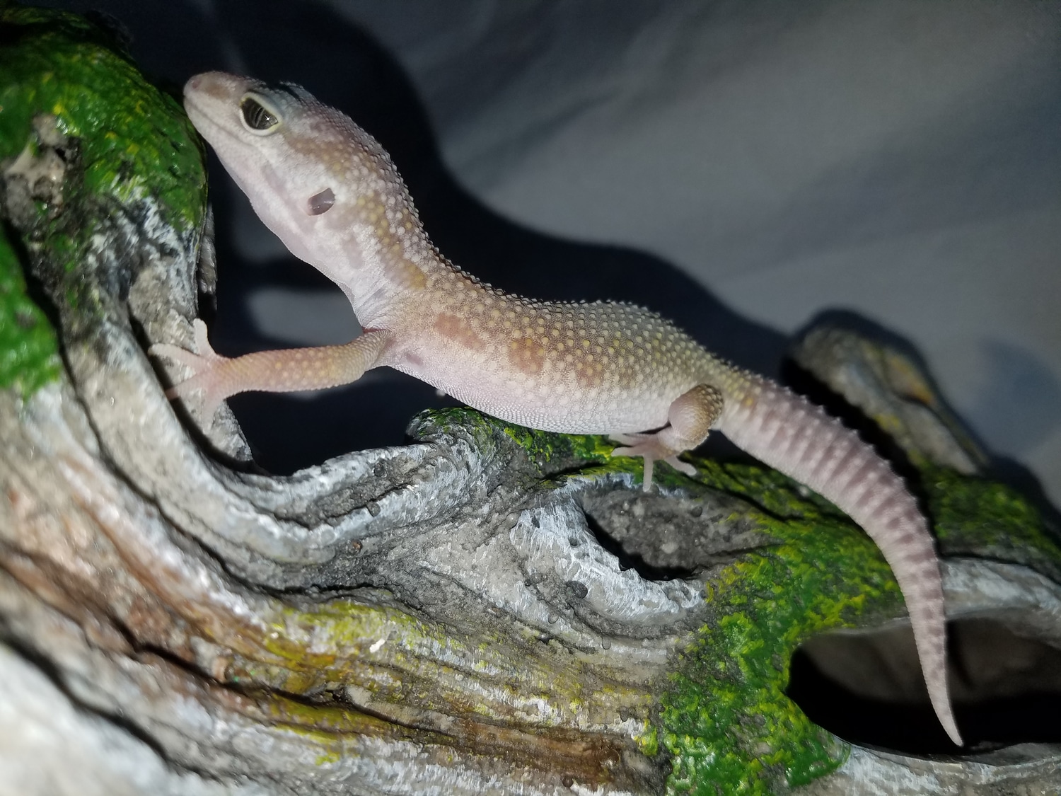 Albino Murphy Patternless Unsexed - Iris Leopard Gecko by The Gragon ...