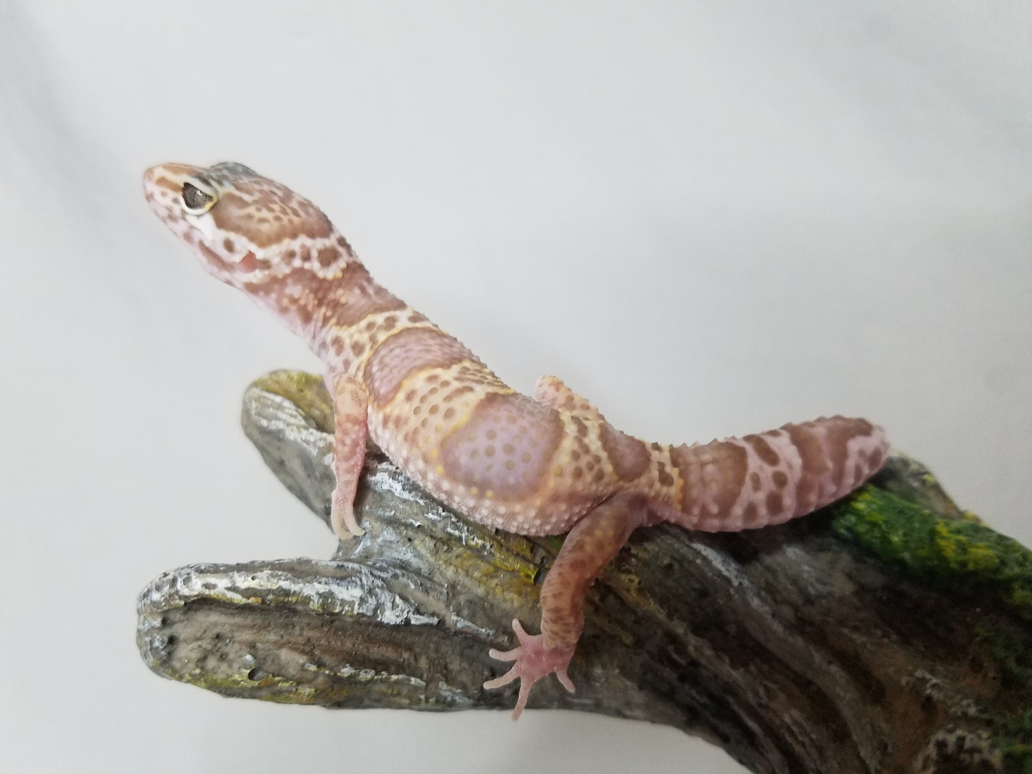 Mack Snow (Probable Male) - Ash Leopard Gecko by The Gragon Keep Geckos ...