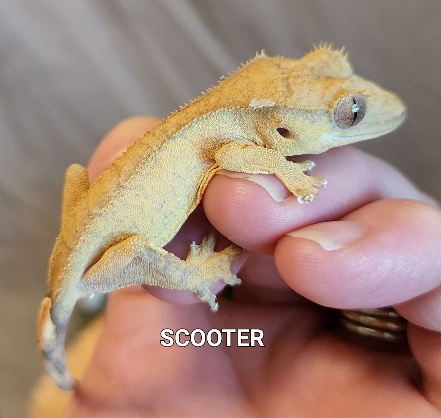 Scooter Crested Gecko by The Gragon Keep Geckos - MorphMarket