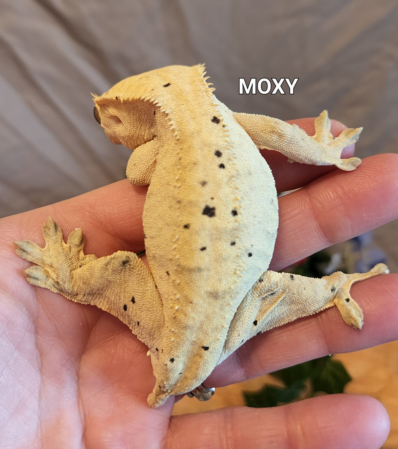 Moxy Crested Gecko by The Gragon Keep Geckos - MorphMarket