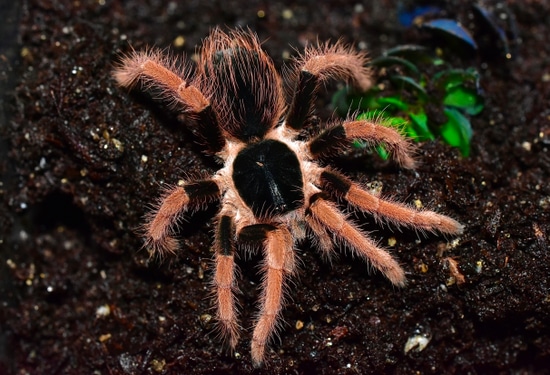 Megaphobema Robustum Tarantula by Gran Exotics Inc.