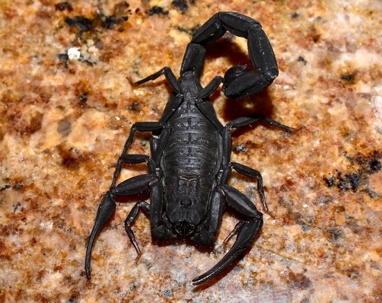 Tityus Asthenes Scorpion by Gran Exotics Inc.