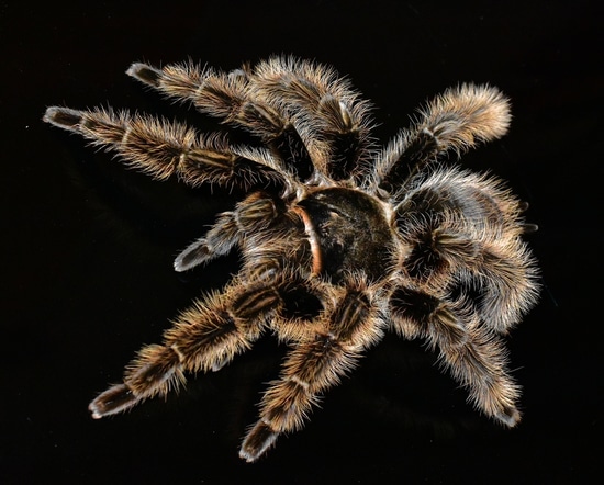 M/F Pair Tlitocatl Albopilosum Tarantula by Gran Exotics Inc.