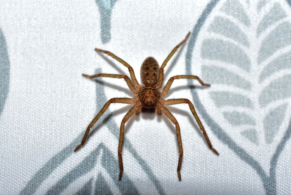 Heteropoda Tetrica “Black” True Spider by Gran Exotics Inc. - MorphMarket