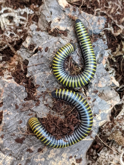 Bumblebee Millipede (Anadenobolus Monilicornis) by Gran Exotics Inc.
