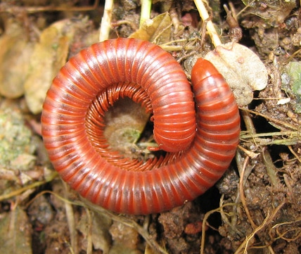 Anadenobolus Arboreus ‘Gundlachi Millipede by Gran Exotics Inc ...