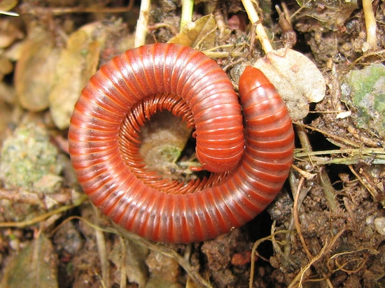 Scarlet Millipede (Trigoniulus Corallinus) by Gran Exotics Inc.