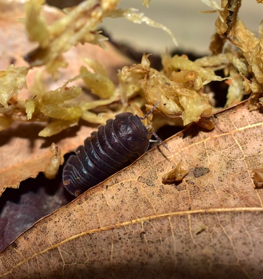 10 Cubaris Murina “Little Sea” Isopod by Gran Exotics Inc.