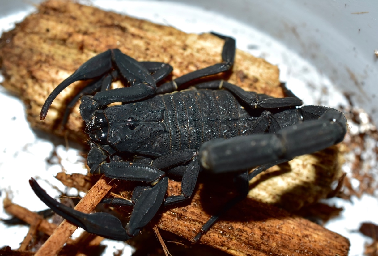 Tityus Asthenes Scorpion by Gran Exotics Inc. - MorphMarket