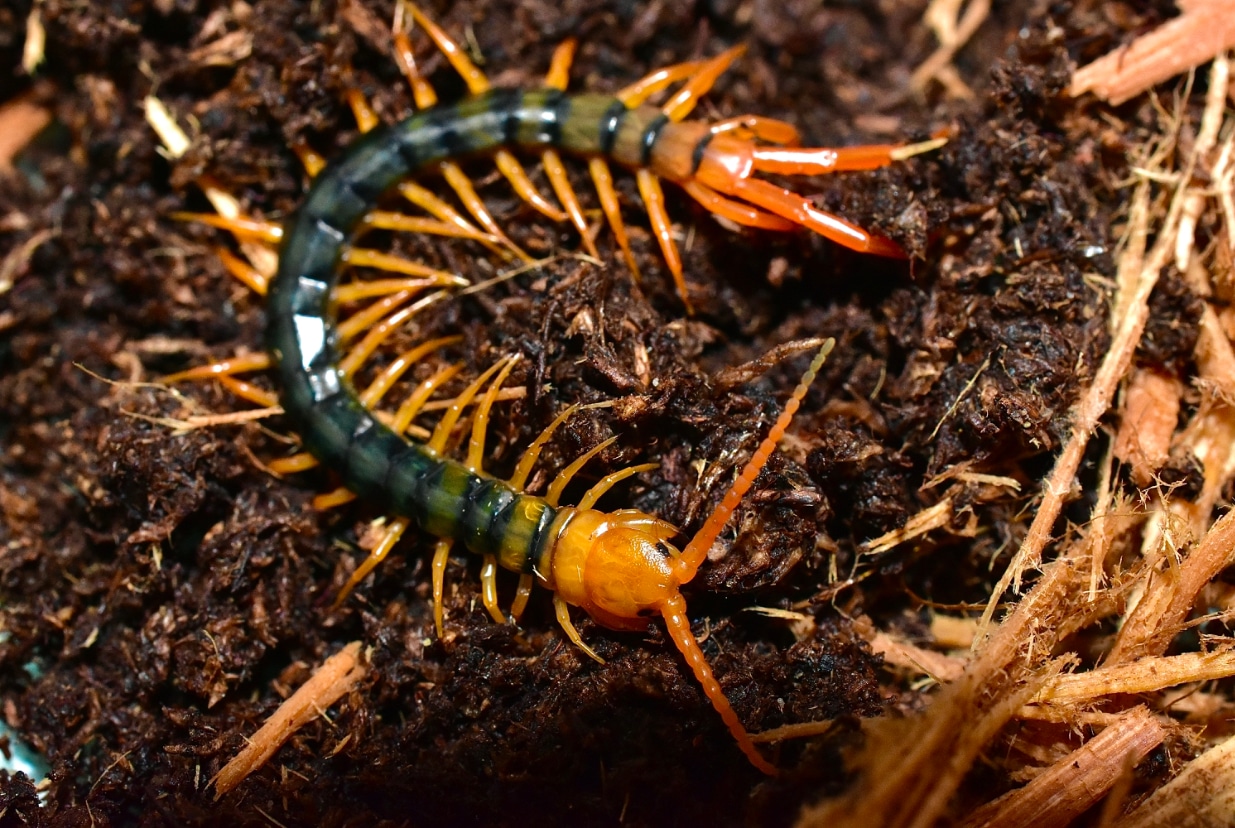 Scolopendra Subspinipes Mutilans Centipede by Gran Exotics Inc ...
