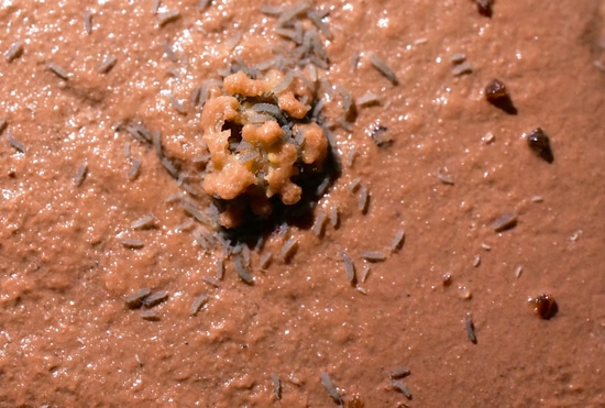 Temperate Blue Springtails More Invertebrate by Gran Exotics Inc.