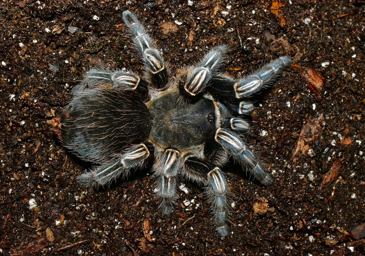 Aphonopelma Seemanni Tarantula by Gran Exotics Inc. - MorphMarket