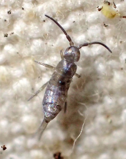 Temperate Silver Springtails More Invertebrate by Gran Exotics Inc.