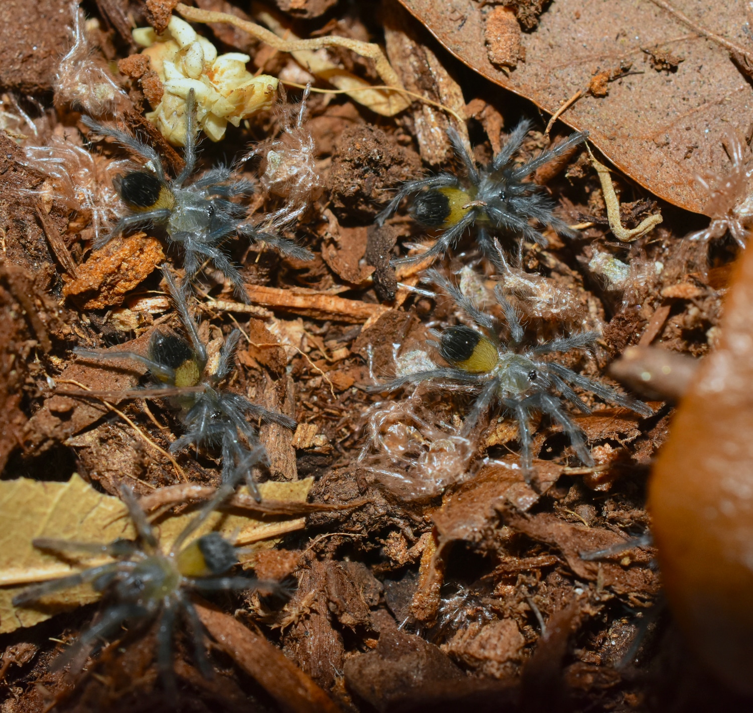 Tlitocatl Albopilosum Tarantula by Gran Exotics Inc. - MorphMarket