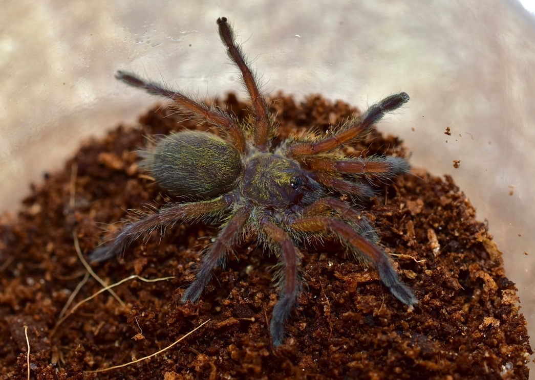 Harpactira Pulchripes Tarantula by Gran Exotics Inc. - MorphMarket