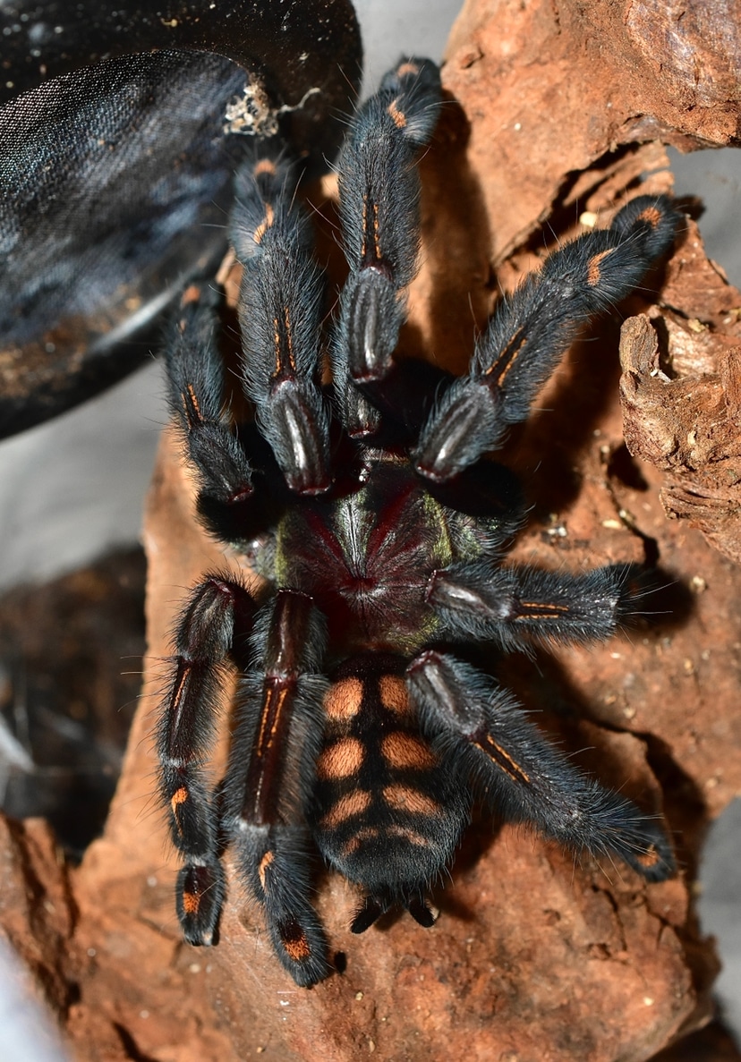 Psalmopeus Irminia Tarantula by Gran Exotics Inc. - MorphMarket
