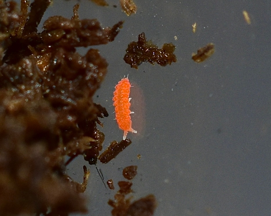 Red Springtails Other Invertebrate by Gran Exotics Inc. - MorphMarket