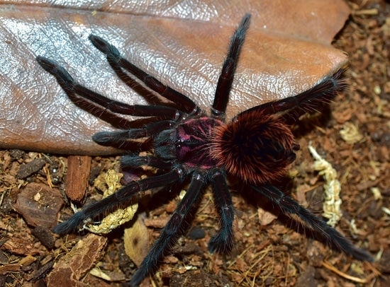 Xenesthis Intermedia Tarantula by Gran Exotics Inc.