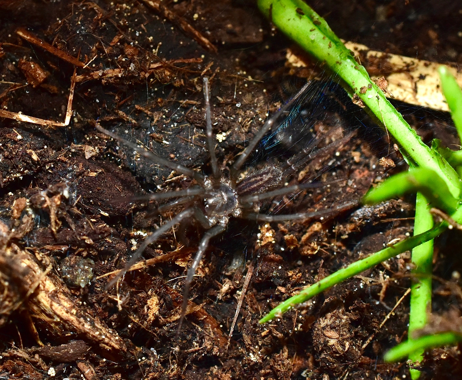 Linothele Sericata True Spider by Gran Exotics Inc. - MorphMarket