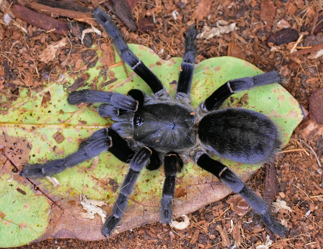 Ornithoctonus Costalis Tarantula by Gran Exotics Inc. - MorphMarket