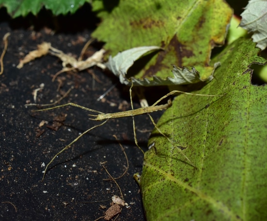 Parapachyamorpha Zomproi Stick Insect by Gran Exotics Inc.