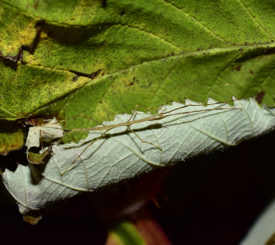 Ramulus Artemis Stick Insect by Gran Exotics Inc. - MorphMarket