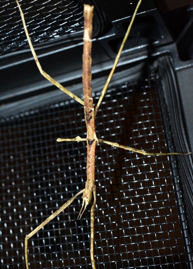 Parapachyamorpha Zomproi Stick Insect by Gran Exotics Inc.
