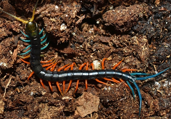 Scolopendra Sp. Malaysian Jewel Centipede by Gran Exotics Inc.