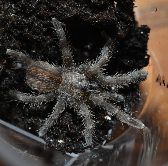 Cyriopagopus Sp. Bach Ma Tarantula by Gran Exotics Inc. - MorphMarket