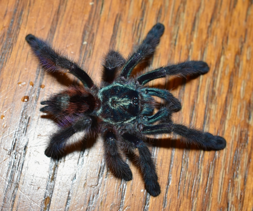 Caribena Versicolor Tarantula by Gran Exotics Inc. - MorphMarket