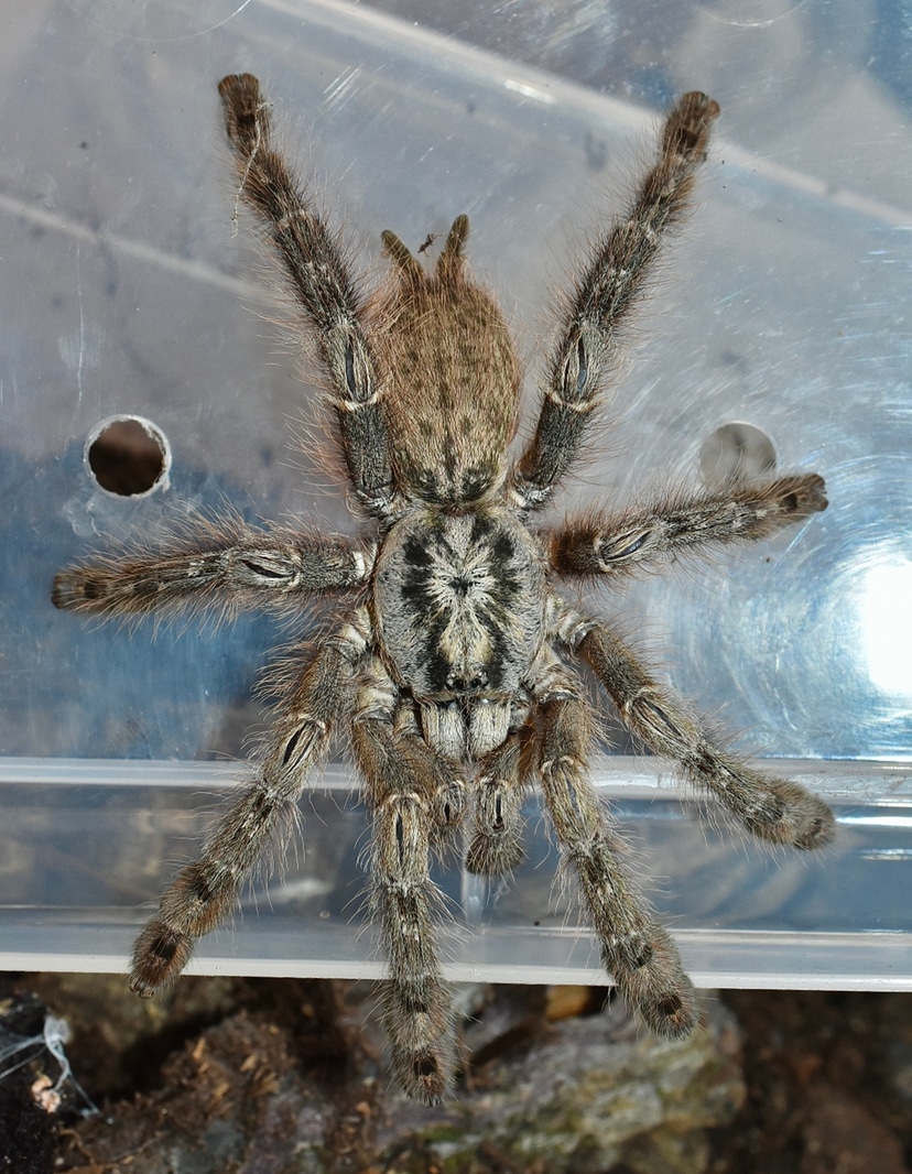 Heteroscodra Maculata Tarantula by Gran Exotics Inc. - MorphMarket