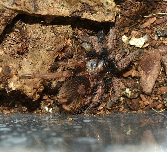 Bonnetina Minax Tarantula by Gran Exotics Inc.