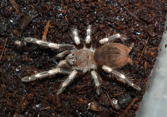 Nhandu Chromatus Tarantula by Gran Exotics Inc.