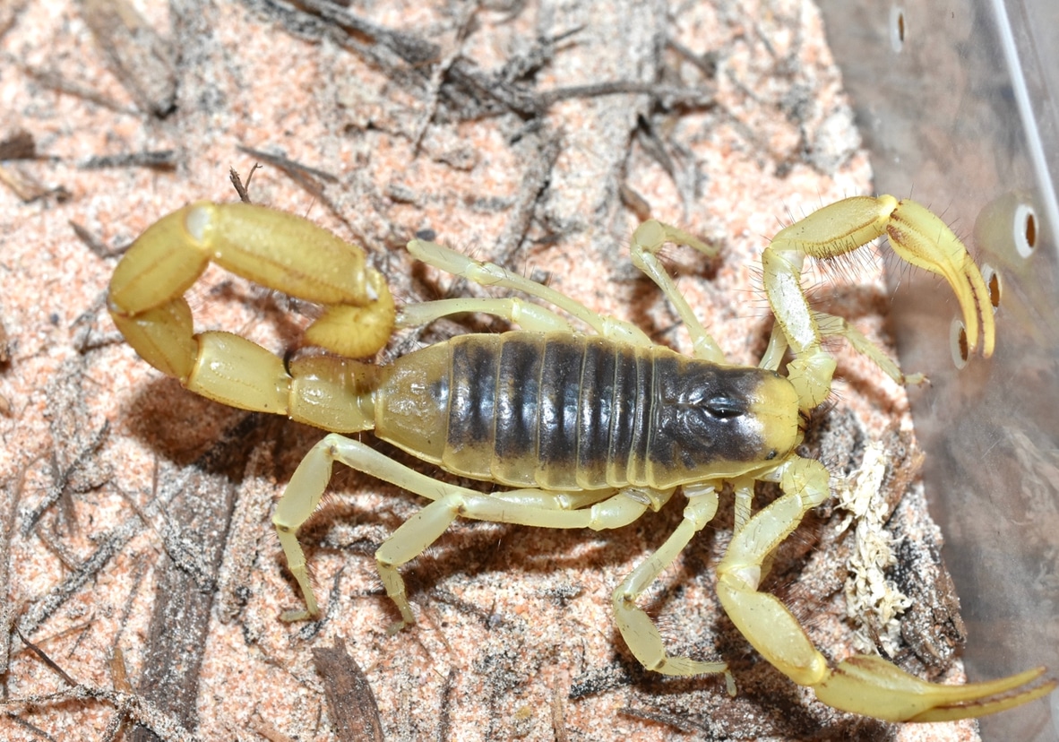 Hadrurus Arizonensis Scorpion by Gran Exotics Inc. - MorphMarket