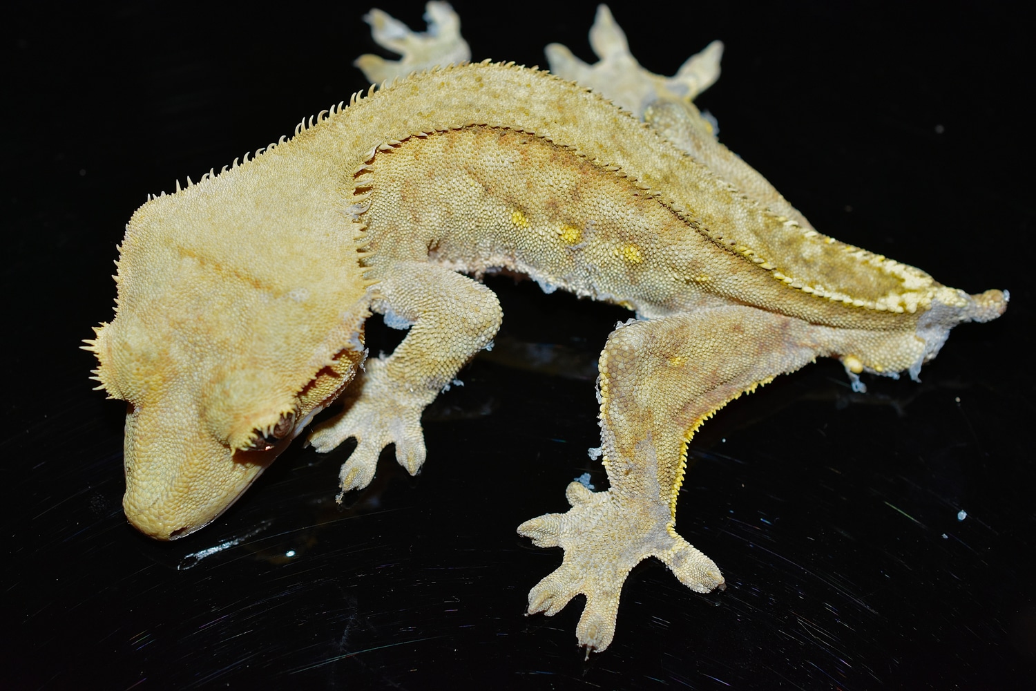 Cream Crested Gecko by Gran Exotics Inc. - MorphMarket