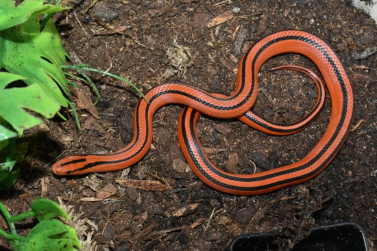 Oreocryptophis Porphyraceus Coxi Bamboo Rat Snake by Gran Exotics Inc.