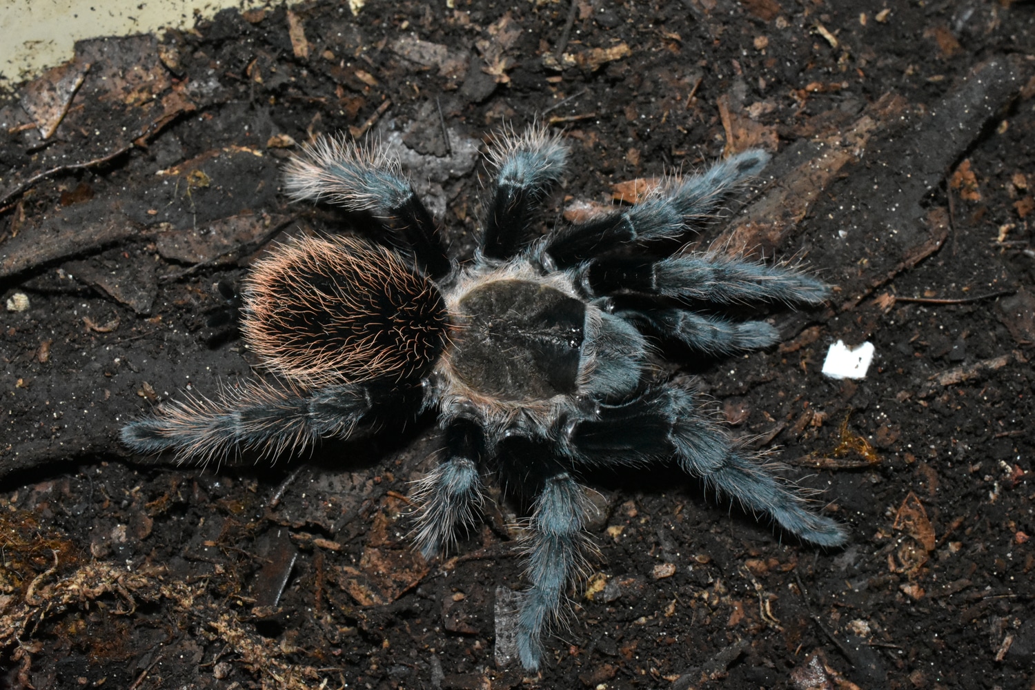 Tlitocatl Verdezi Tarantula by Gran Exotics Inc. - MorphMarket